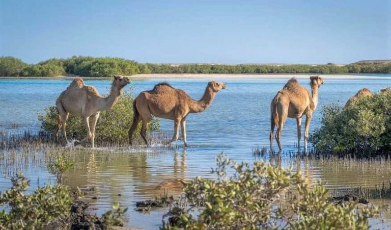 Tierwelt Eines Bestimmten Gebietes